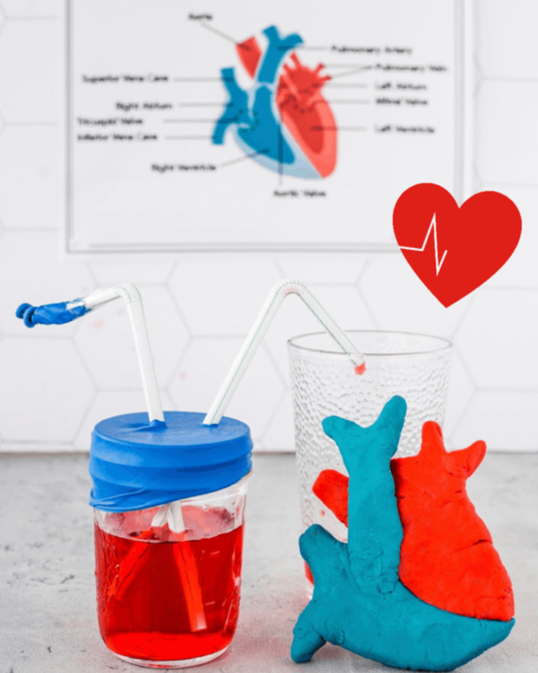 Human Body Learning - Toddle